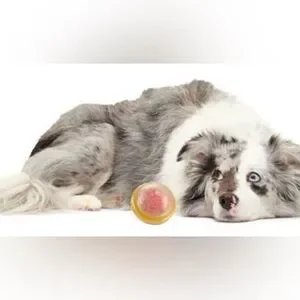 Bark | Dog | Bark Box Super Chewer New Harry Potter Remembrall Fetch ...